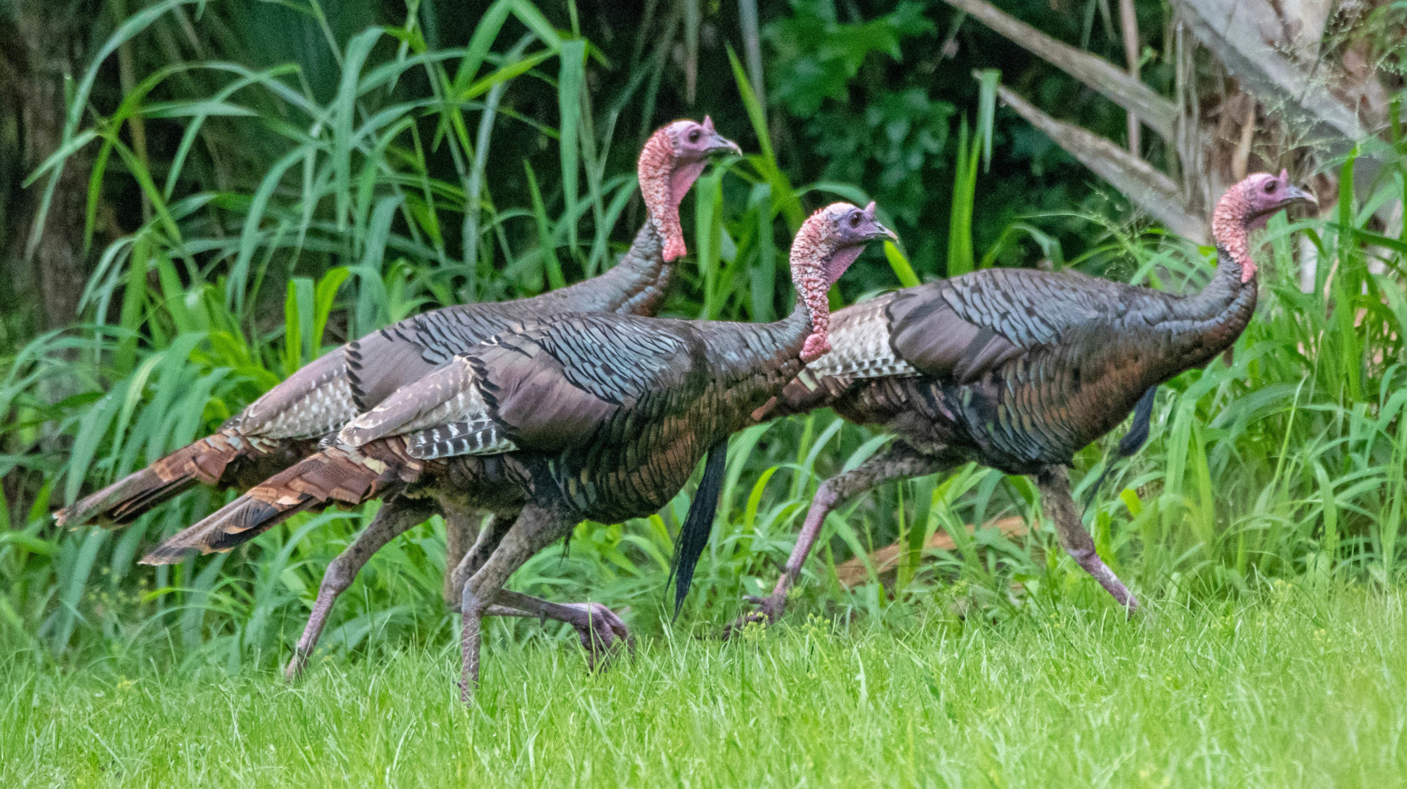 Let’s Talk Turkey - Ocala Style Magazine