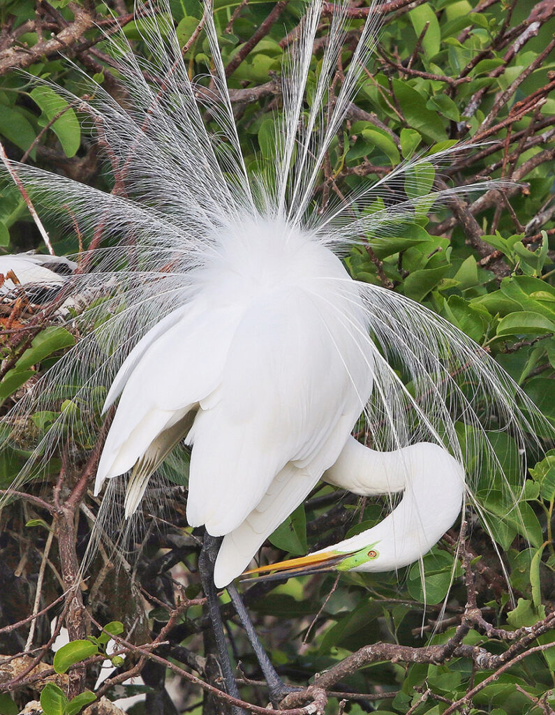 A Rare Bird - Ocala Style Magazine