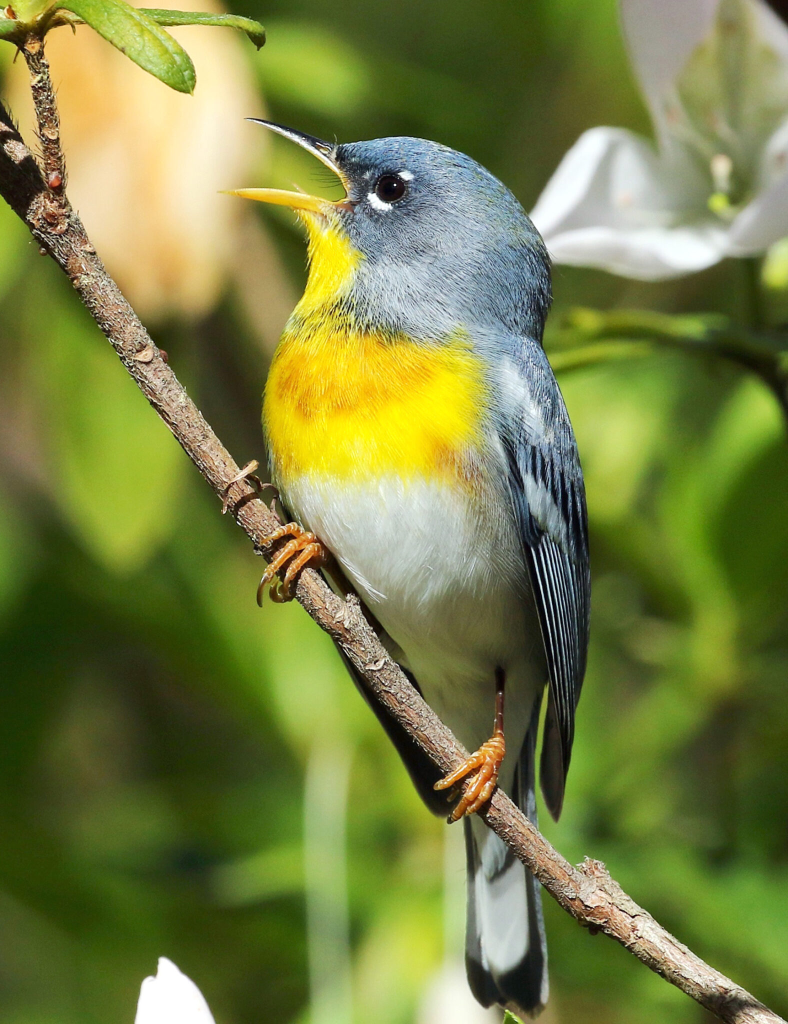 A Rare Bird - Ocala Style Magazine