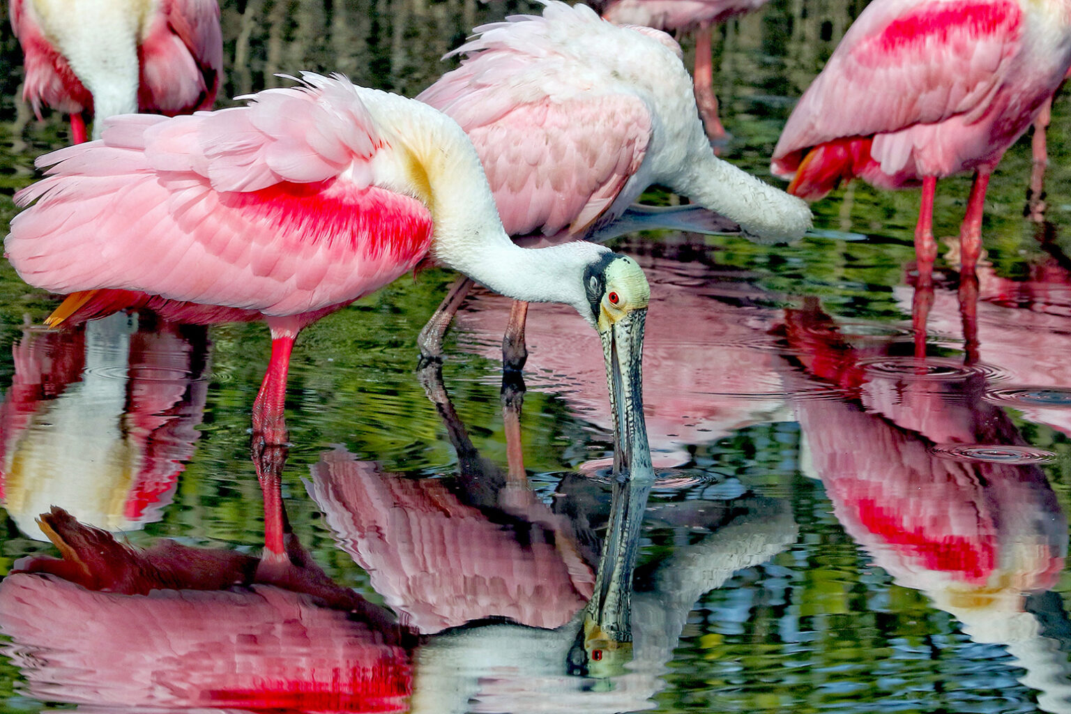 A Rare Bird - Ocala Style Magazine