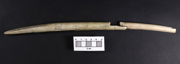 Ancient Ivory from the Silver River - Ocala Style Magazine