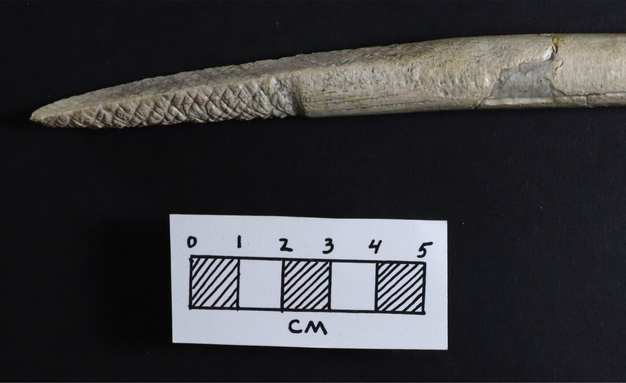 Ancient Ivory from the Silver River - Ocala Style Magazine