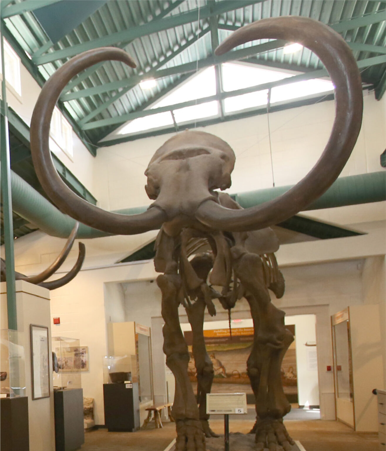 Ancient Ivory from the Silver River - Ocala Style Magazine